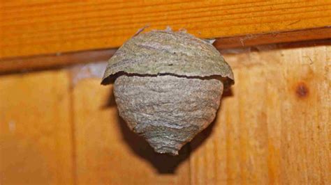 Vancouver Residents Beware Steps To Safely Remove A Hornet Nest