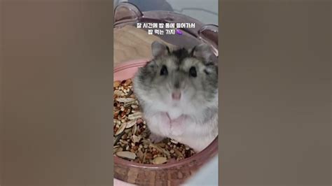 정글리안햄스터 가지의 귀여운 먹방🩷 드워프햄스터 덤보래트 Cute 햄스터 정글리안햄스터 Youtube