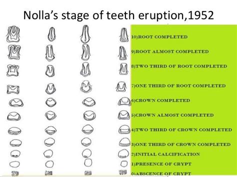 Tooth Eruption And Shedding Complete Package