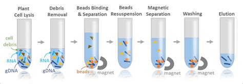 Genomic Dna Extraction Kit For Plants Hmw Magnetic Beads Biodynami