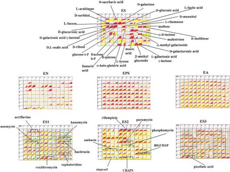 phenotype microarrays for high throughput phenotypic testing and assay
