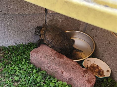 Help Identify This Turtle Rturtle