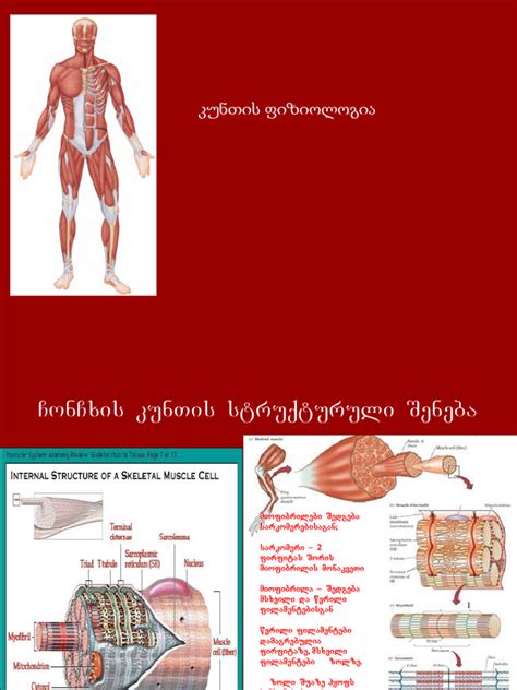 კუნთების მორფო ფუნქციური დახასიათება Pdf