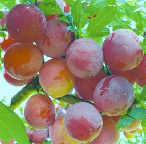 Поздняя слива – Лучшие сорта поздней сливы