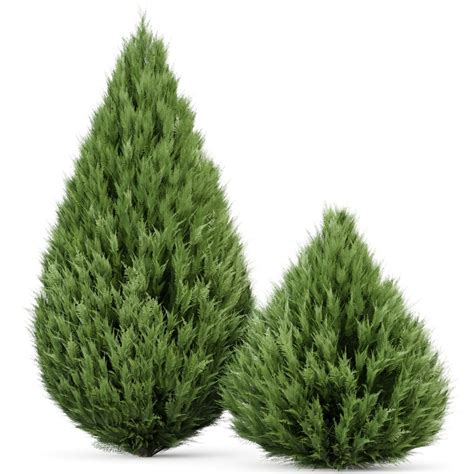 Caragh Nurseries Cupressus Sempervirensjuniperus 3d Model For Vray