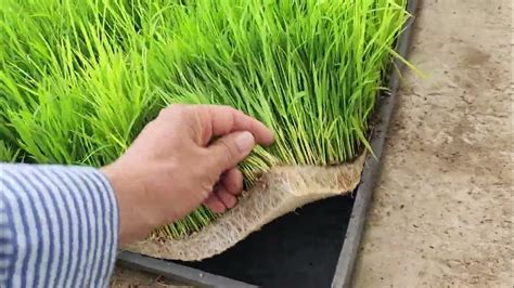 230530화 장기리벼육묘장 벼육묘장벼새뿌리발근실험 삼광벼 새청무벼 벼묘종물조루로물주기 벼묘종관주후3일내지7일변화된뿌리생육상황관찰하기 손범규농합육묘장