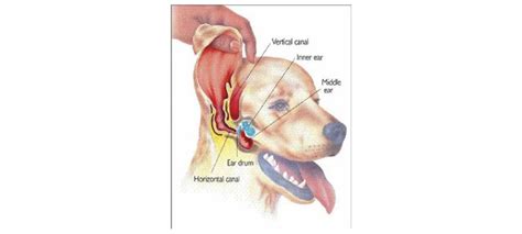 Total Ear Canal Ablation And Bulla Osteotomy Dallas Veterinary Surgical