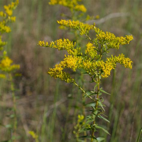 Solidago Odora Anise Scented Goldenrod Keystone Wildflowers