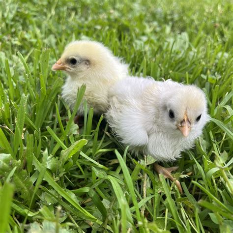 Moss Egger Day Old Chicks Safe Landing Farm