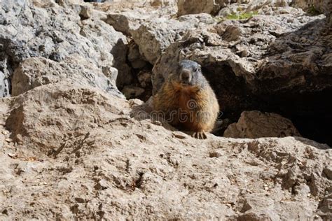 Alpine Marmot Italy Wild Marmot A Marmot Posing Scenery In Italy