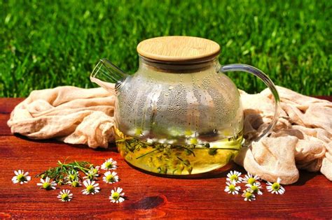 자연 녹색 잔디 배경에 유리 투명 주전자에 카모마일 차 프리미엄 사진