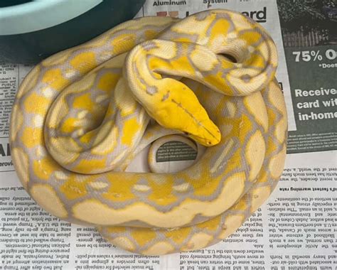 2024 01 Lavender Albino Reticulated Python By Disturbed Reptiles