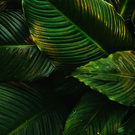 Green Tropical Leaves Hd Wallpaper Iphone Free