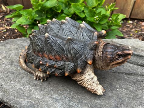 Alligator Snapping Turtle Shell