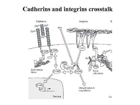 Cadherins Cadherin Signaling Glycogen Synthase Kinase