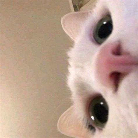 [인스타그램 카톡 프사 모음] 귀여운 고양이 공유 네이버 블로그