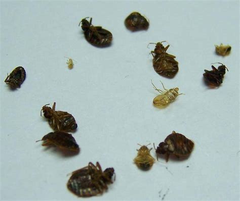 Nobedbugs Hk Nobedbugs Hk