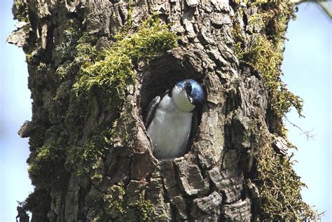 Tree Swallow Photograph By Angie Vogel Pixels