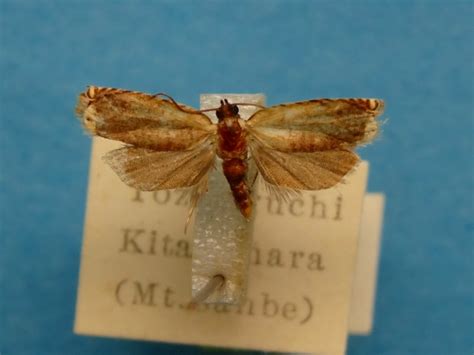 フタボシヒメハマキ Ancylis selenana 島根大学標本資料類データベース