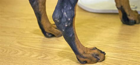 Rabies Dhpp Vaccination And Pyoderma Atlas Den