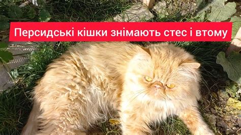 Персидські кішки люблять щоб їх гладили Youtube