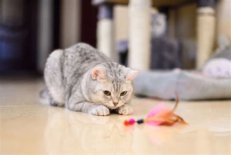 Pica In Cats Symptoms Causes Treatments Dutch