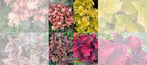 Колеус вегетативный купить в Красноярске Товары для дома и дачи Авито