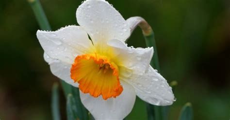 수선화 꽃잎에 내려앉은 봄비