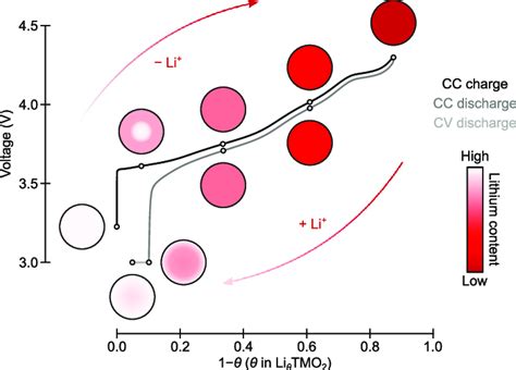 Summary Of The Lithium Ion Distribution Within The Single Active Download Scientific Diagram