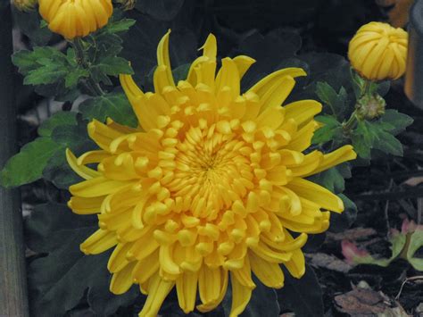 Chrysanthemum Planting Season At Ryan Shipp Blog