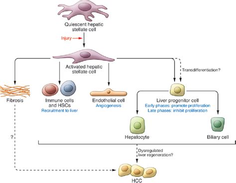 Figure 2 From Hepatic Stellate Cells In Liver Development Regeneration And Cancer Semantic