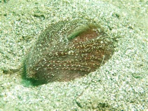 海洋生物図鑑ヒラタブンブク