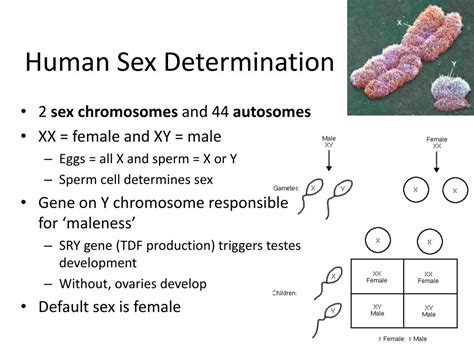Ppt Patterns Of Inheritance Powerpoint Presentation Free Download Id