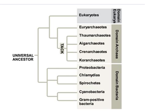 Organismal Exam 1 Protists Class 5 Flashcards Quizlet