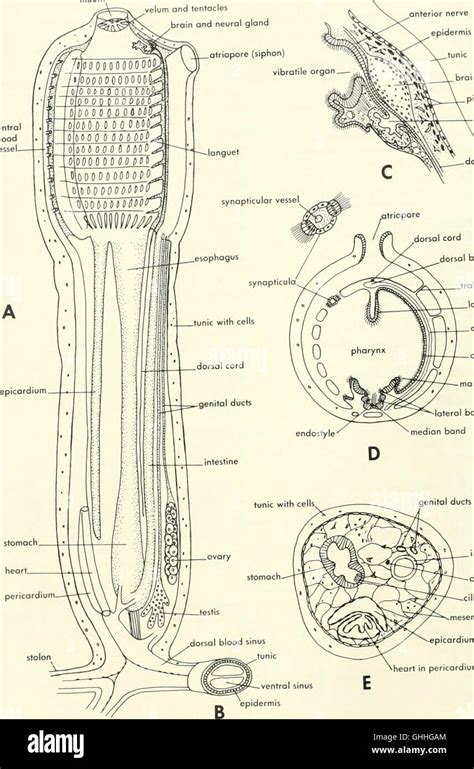 A 1962 Study On Chordate Morphology Focusing On The Physical Structure