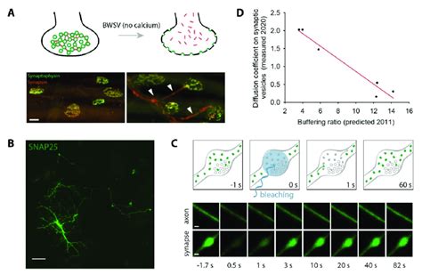 Estimates Of Protein Mobility In Synapses From Different Technologies Download Scientific