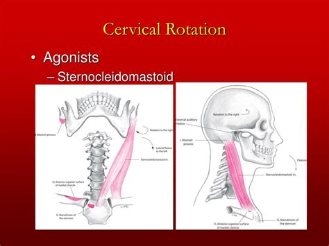 Ppt Chapter 12 The Trunk And Spinal Column Powerpoint Presentation Free Download Id 303559