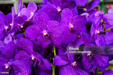 아름 다운 난초 꽃 그리고 정원에서 녹색 잎 배경 보라색 Vanda 난초 벽 장식 내부를 가까이 난초 0명에 대한 스톡 사진 및 기타 이미지 Istock