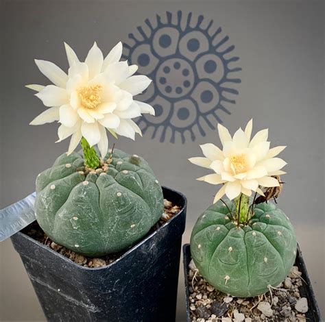 Matucana Madisoniorum Albiflora
