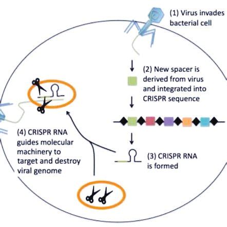 PDF CRISPR Cas For Crop Improvement A Brief Review