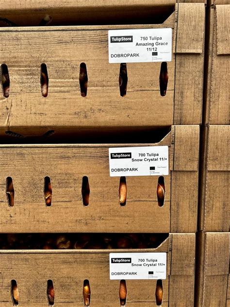 Під Києвом вже висаджують 250 тисяч тюльпанів які подарували голландські фермери Вечірній Київ