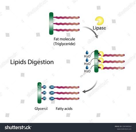 34 Gastric Phase 이미지 스톡 사진 및 벡터 Shutterstock