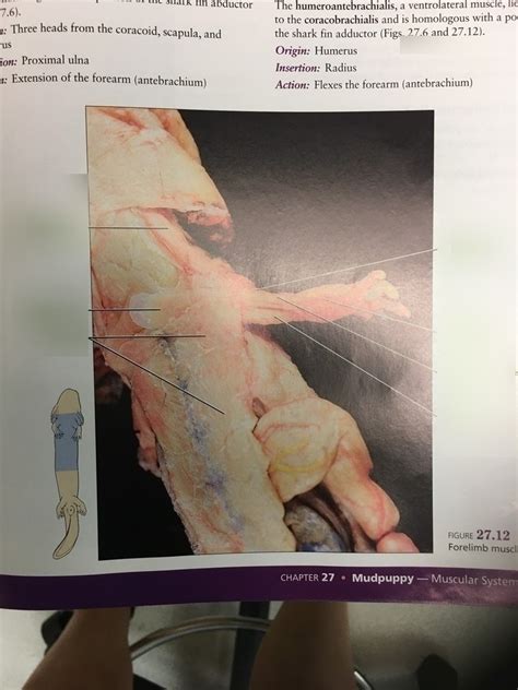 Necterus Muscles 8 Diagram Quizlet