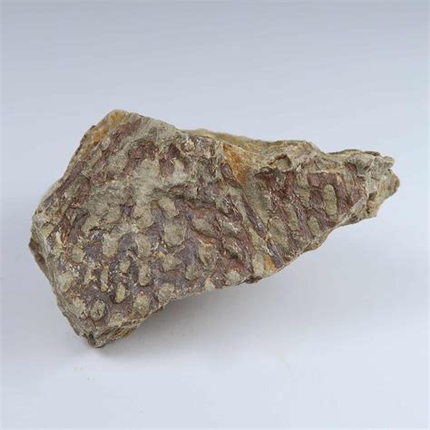 Dictyonema Graptolite Fossils On Matrix Buy Graptolite Fossils Online Uk