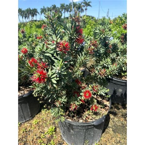 Little John Dwarf Bottlebrush Callistemon Citrinus Little John