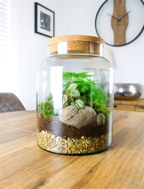 8l Medium Straight Glass Jar Closed Terrarium Kit With Living Moss And