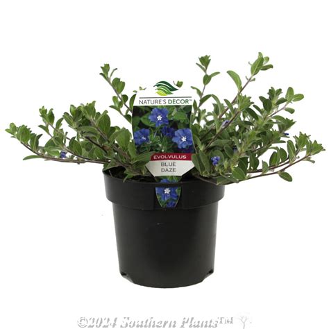 Evolvulus Blue Eyes 140mm Southern Plants