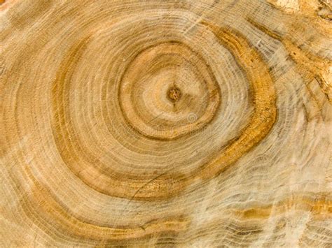 Structure Arborescente Photo Stock Image Du Fond Journal 9145594