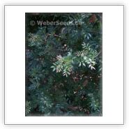 Pistacia Lentiscus Mastic Tree Seeds Plants Dried Herbs