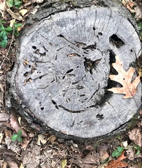 Abstracted Tree Study 4 By Simias On Deviantart